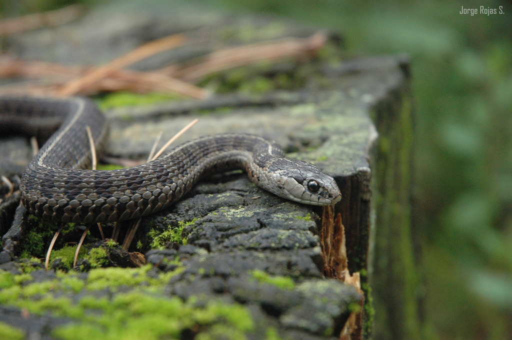 Longtail Alpine Garter Snake from Cd. de México, México on August 20 ...