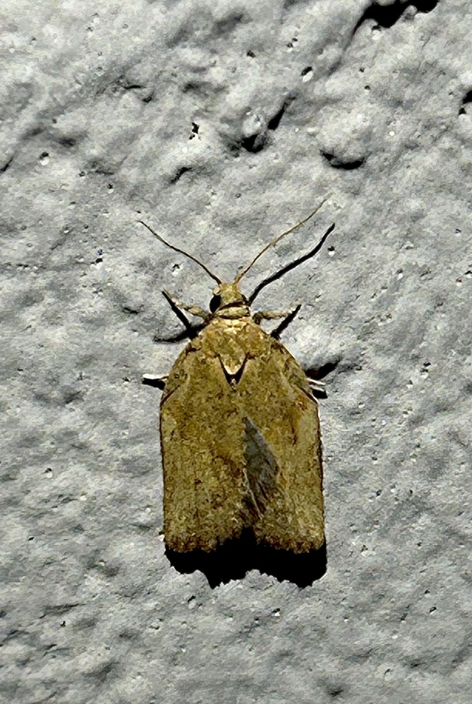 Light Brown Apple Moth from Buena Vista Way, Berkeley, CA, US on ...