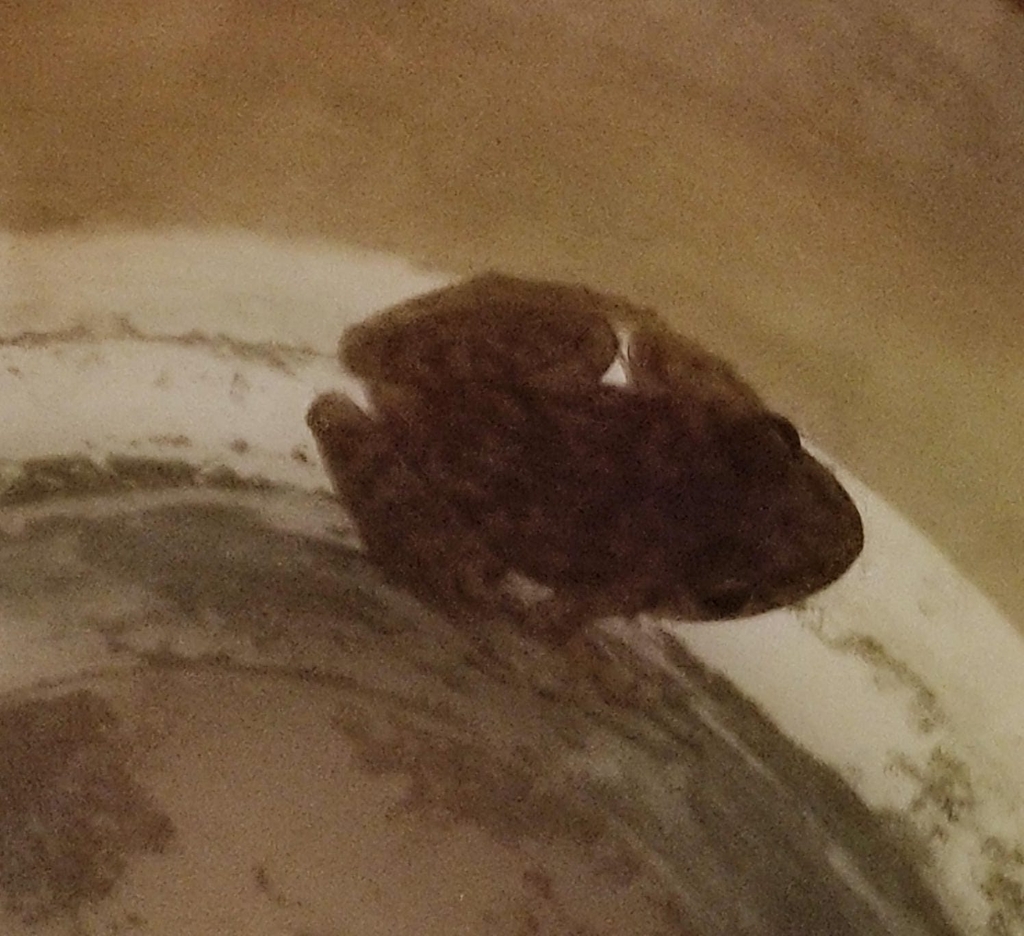 Frogs and Toads from Hong Kong University of Science and Technology ...