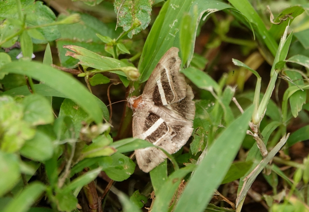 Grammodes from 香港西貢市 on September 13, 2023 at 11:31 AM by Nigel Tang ...