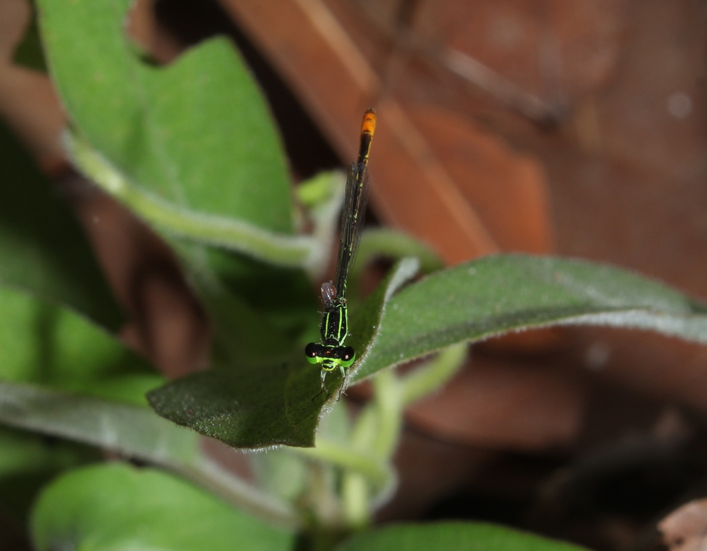marsh wisp from Khu Bảo Tồn Thiên Nhiên Lung Ngọc Hoàng, Phụng Hiệp ...