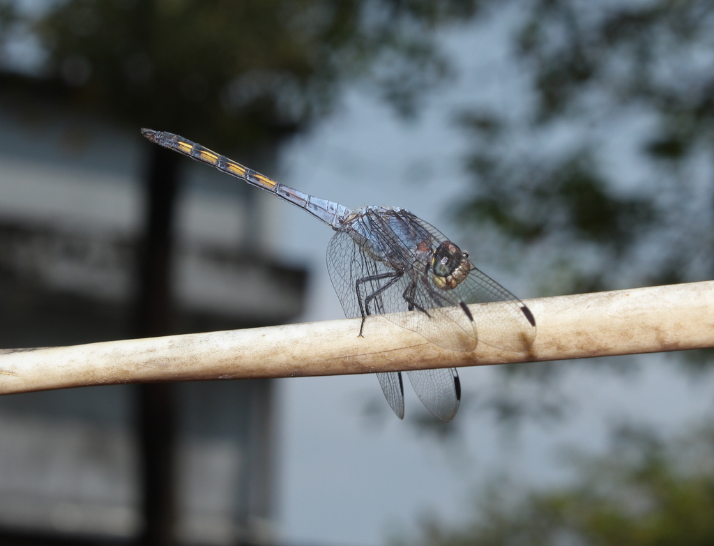 Swampwatcher from Phường 4, Vĩnh Long, Vinh Long, Vietnam on March 11 ...