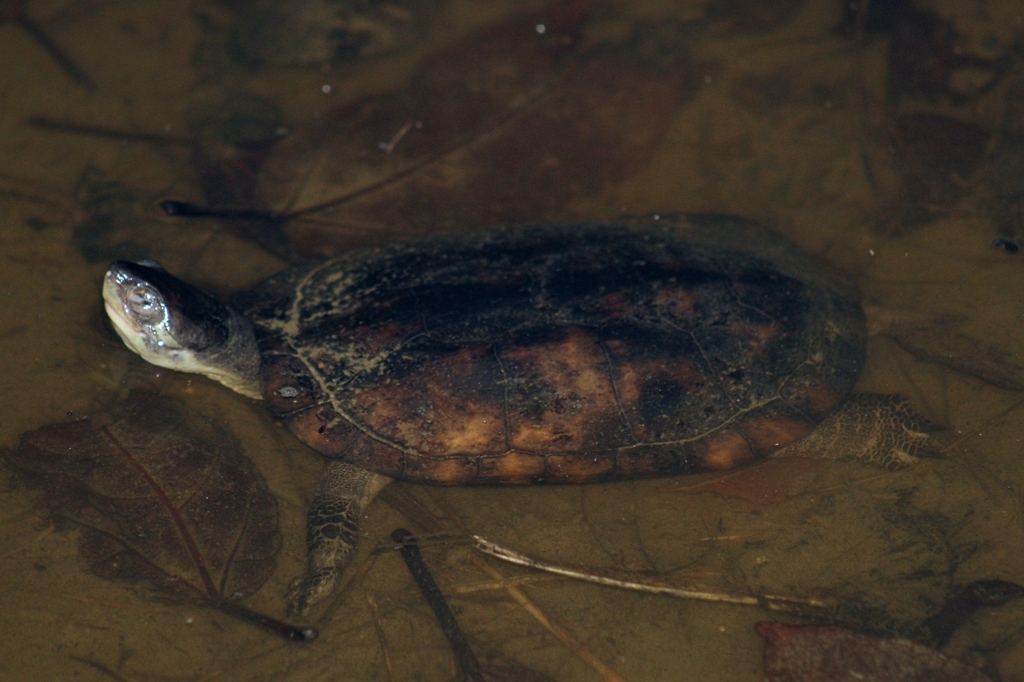 Ryukyu Yellow Pond Turtle in September 2023 by dobbby · iNaturalist