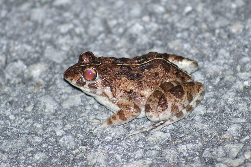 Ishigakijima Wart Frog from 907-0243, Japan on September 9, 2023 at 10: ...
