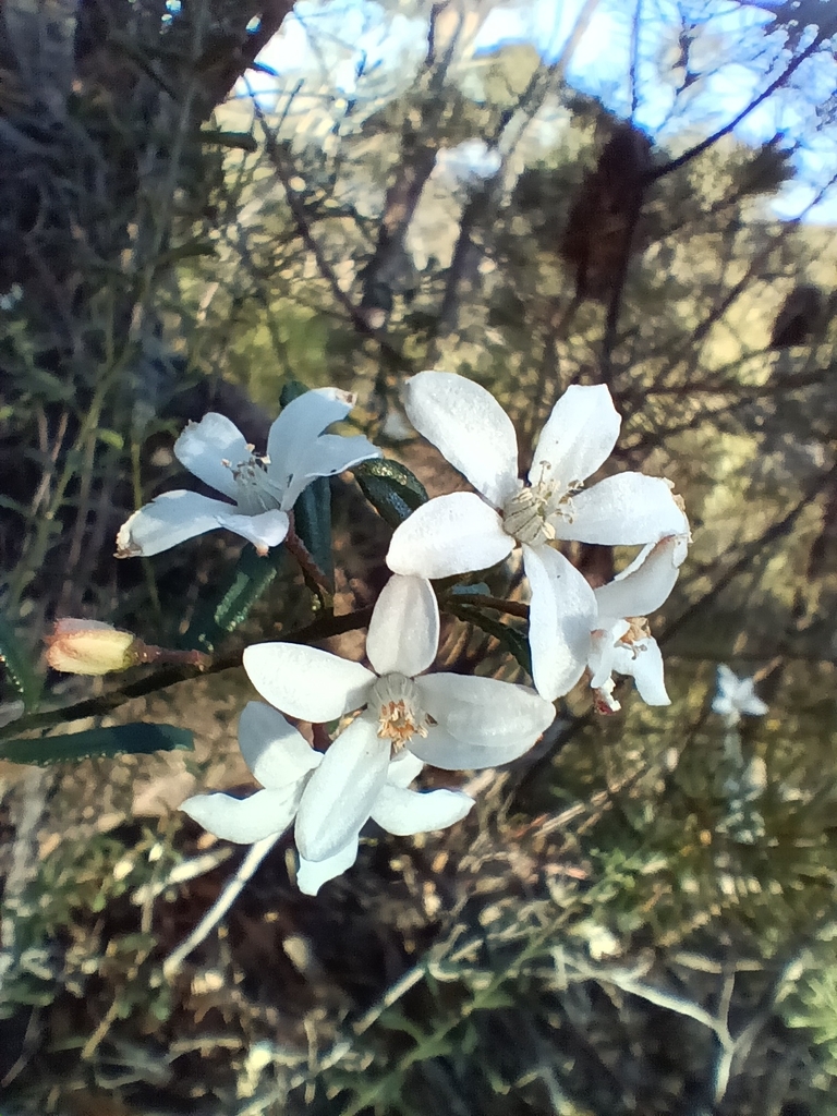 Hairy Wax-flower from Springwood NSW 2777, Australia on September 13 ...