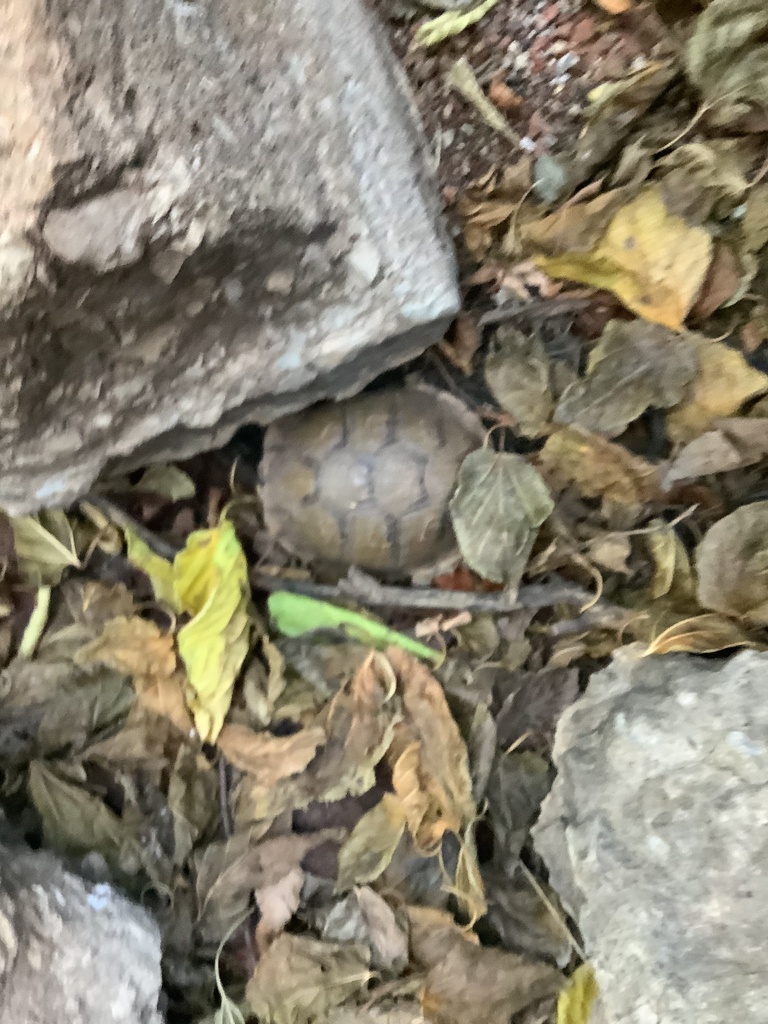 Three-toed Box Turtle in September 2023 by Lorali Lewis · iNaturalist