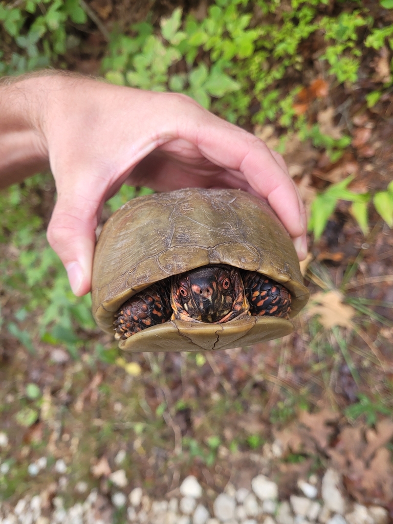 Common Box Turtle in September 2023 by Josh Sydney-Smith · iNaturalist