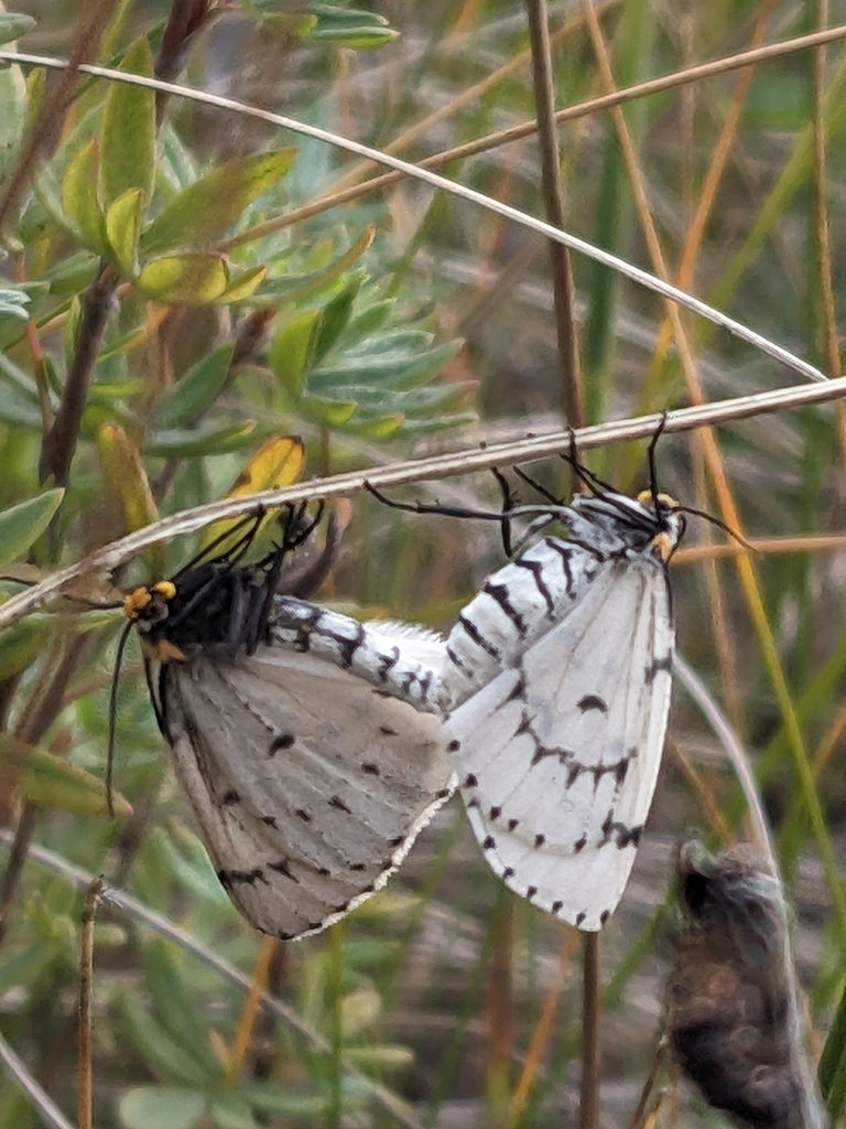 Chain-dotted Geometer from Thunder Bay, ON P7C 6B4, Canada on September ...