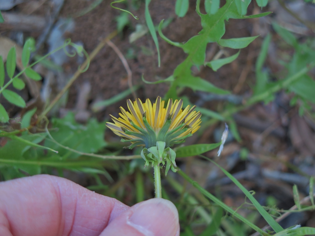 red-seeded dandelion from Elmer W. Oliver Nature Park on March 20, 2016 ...