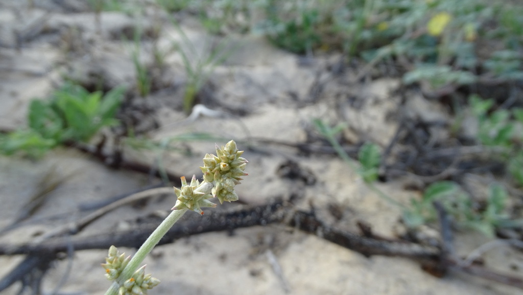 Xantus' Snake-Cotton from 23232 La Ventana, B.C.S., México on September ...