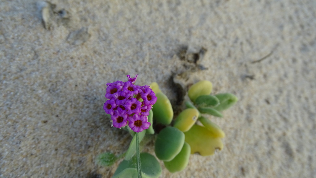 red sand-verbena from 23232 La Ventana, B.C.S., México on September 13 ...