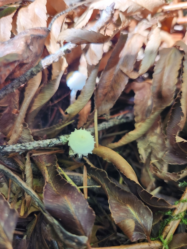 bearded dapperling from Ashford, WA 98304, USA on September 13, 2023 at ...