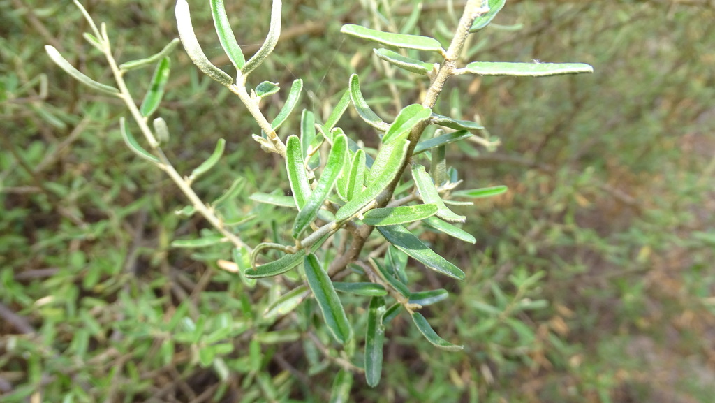 Desert Caper from 23232 La Ventana, B.C.S., México on September 13 ...