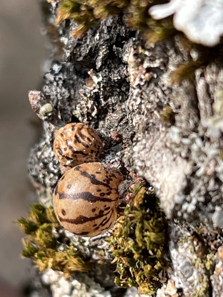Kermes roboris from Cercedilla, Madrid, ES on September 13, 2023 at 06: ...