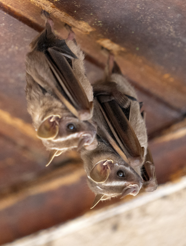 White-lined Broad-nosed Bat from Poconé - State of Mato Grosso, 78175 ...