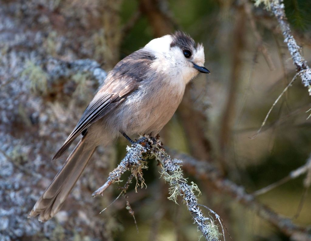 Canada Jay from Ferdinand, VT on March 20, 2016 by Joshua Lincoln ...