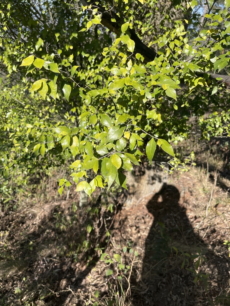 whalebone tree from Ravensworth State Forest, Hebden, NSW, AU on ...