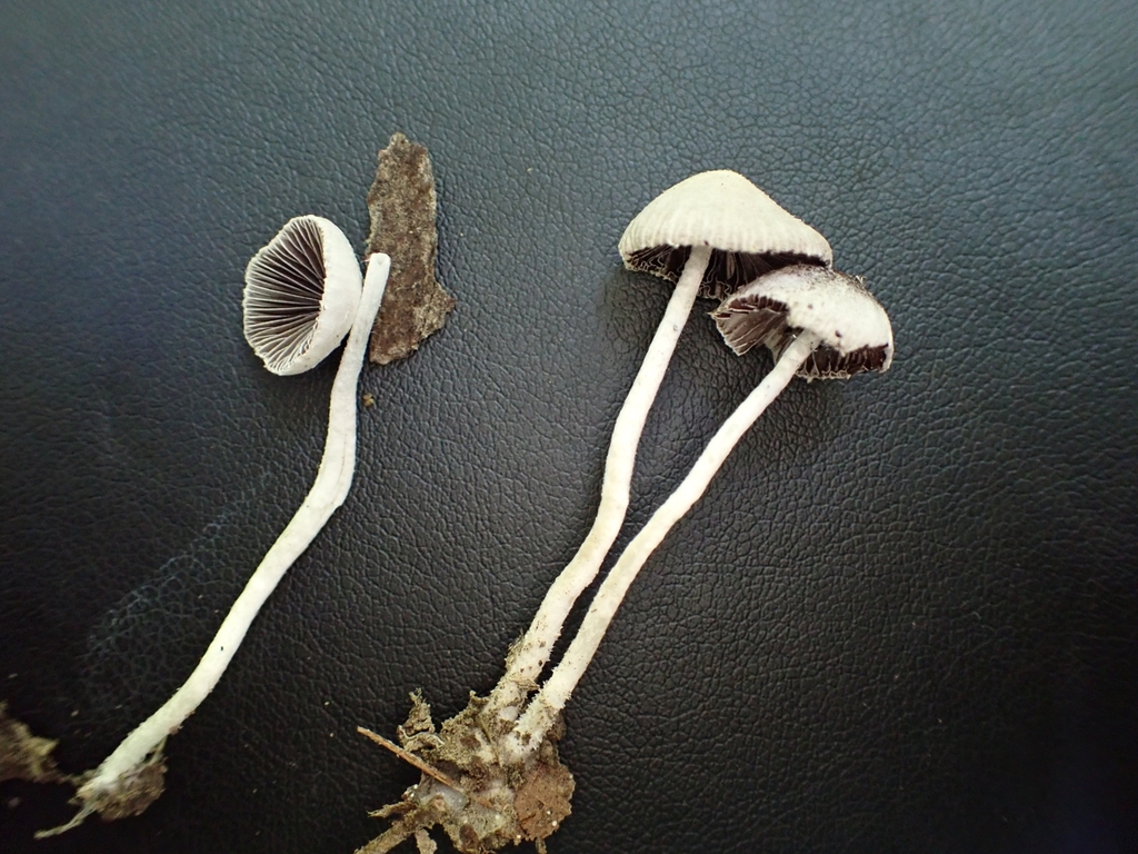 Inkcaps from Barada, NE, USA on September 13, 2023 at 01:14 PM by ...