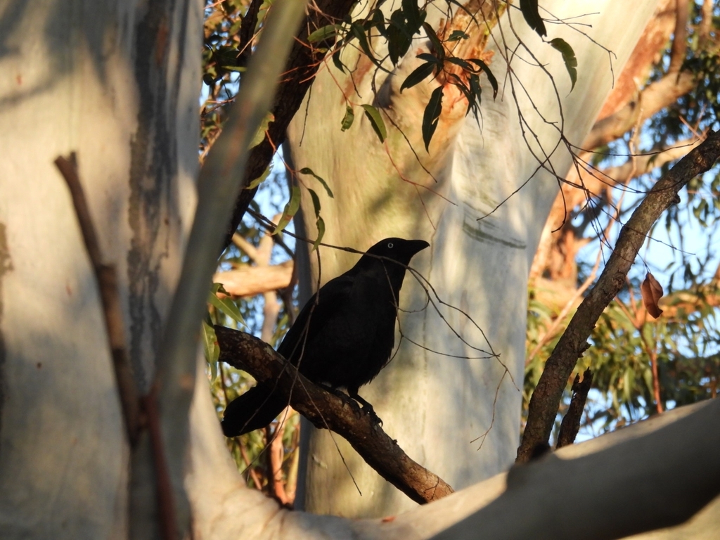 Torresian Crow from Mt Barney Wilderness Camping, Waterfall Creek Rd ...