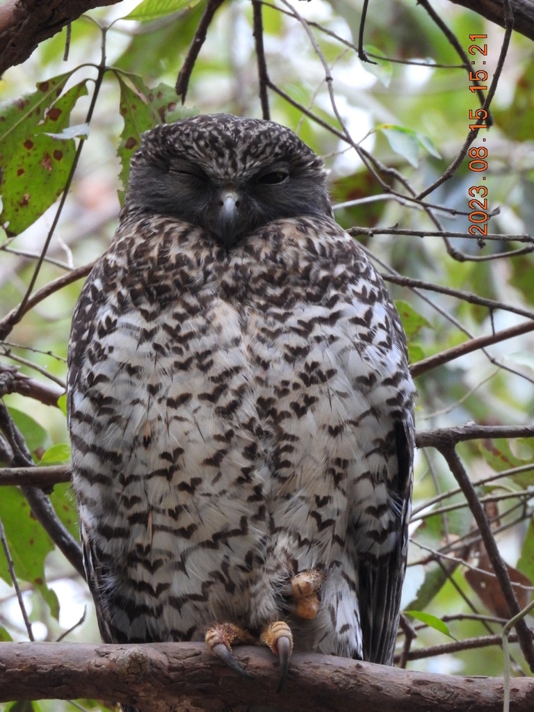 Powerful Owl in August 2023 by BrettFindsFrogs · iNaturalist