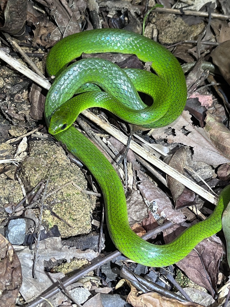 Chinese Green Snake from 306省道, 宁德市, 福建省, CN on September 13, 2023 at ...