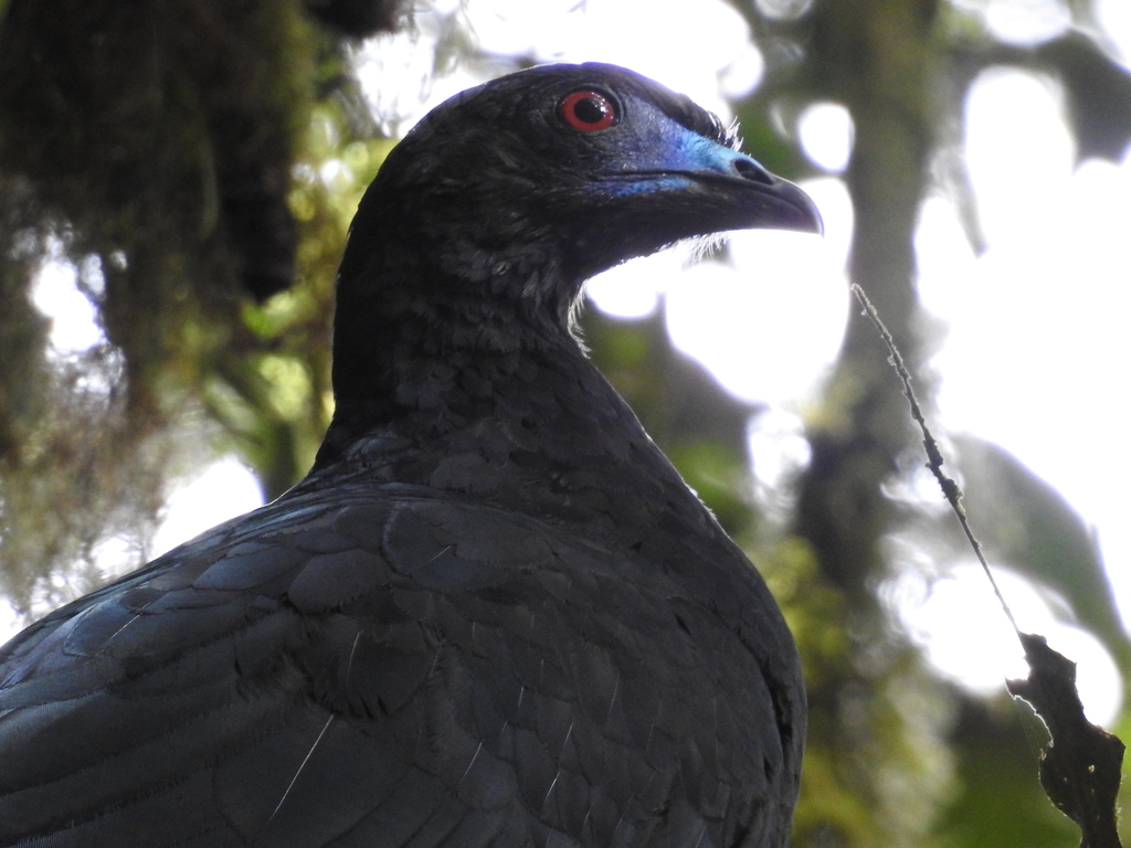 Pava Negra desde Provincia de Puntarenas, Monteverde, Costa Rica el ...