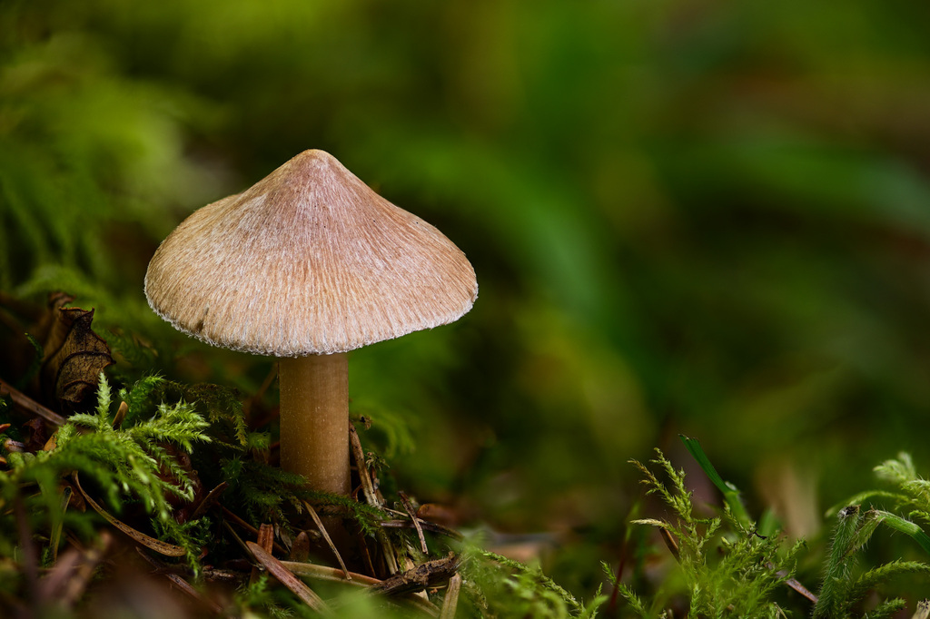 Inocybe praetervisa from Lincoln County, OR, USA on September 13, 2023 ...