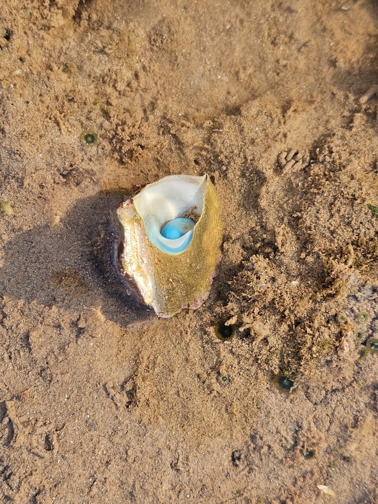 blue-mouthed turban from Port Hedland, WA, Australia on September 13 ...