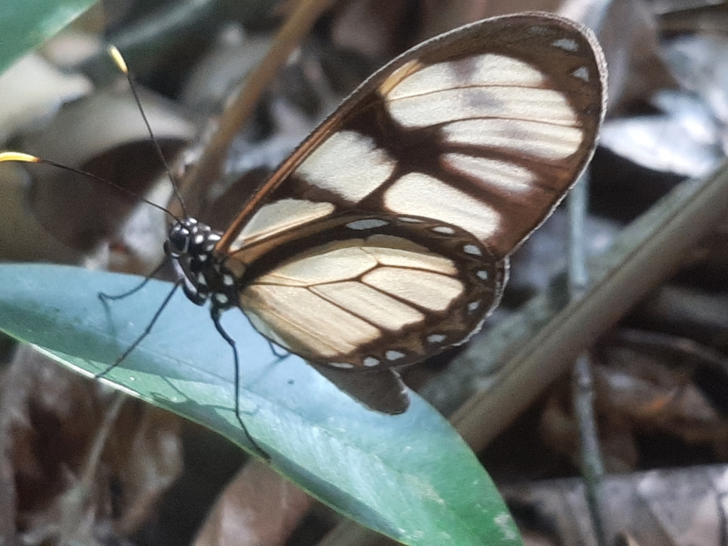 Dero Clearwing from 24PG+G4 Cerradinho UFSCAR - Água Vermelha, São ...