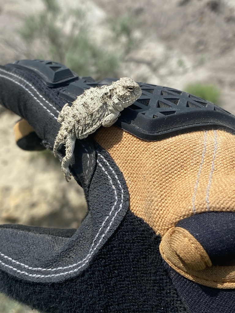 Greater Short-horned Lizard from Little Missouri National Grassland, ND ...