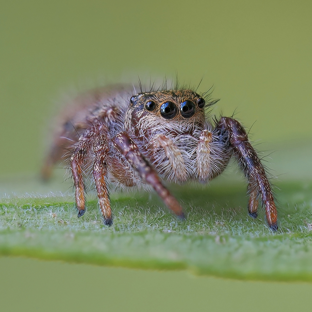 Grayish Jumping Spider from Kirby Preserve, Beaver Creek, Clark County ...