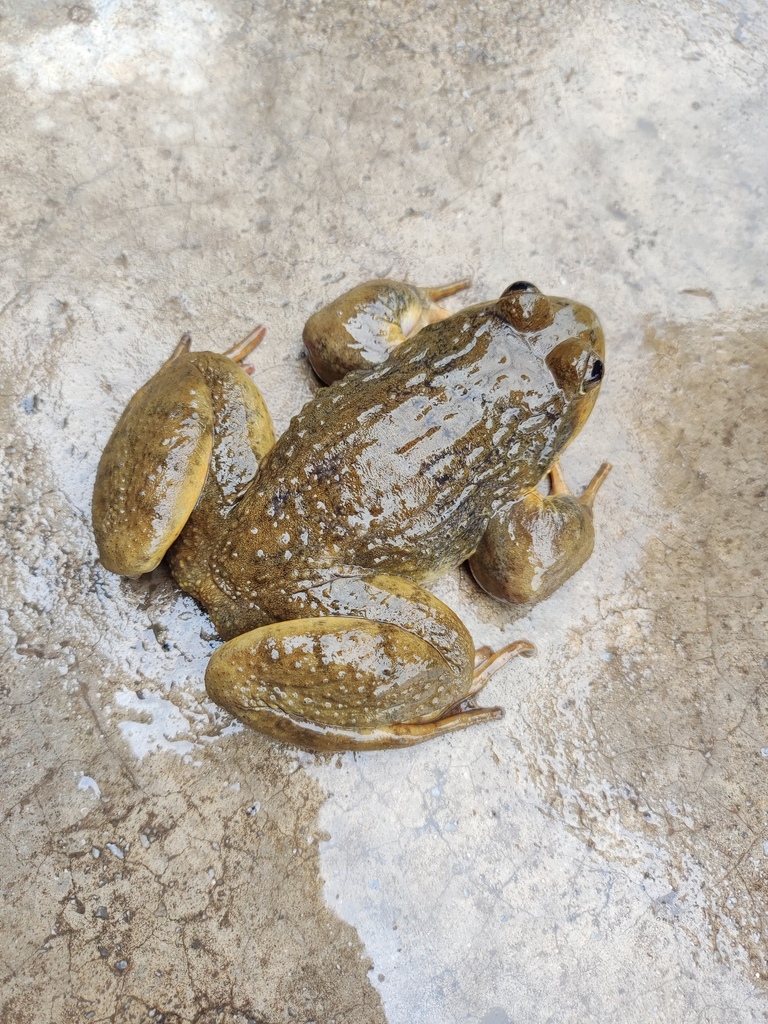 Neotropical Grass Frogs from 广西壮族自治区桂林市 on August 1, 2023 at 09:50 AM ...