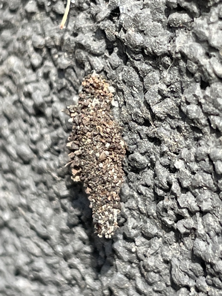 Australian bag moth from Upper Sweetwater Creek Reserve, Frankston ...