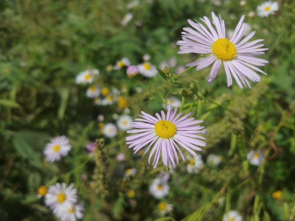 Decurrent False Aster in September 2023 by Jack in the Pulpit · iNaturalist