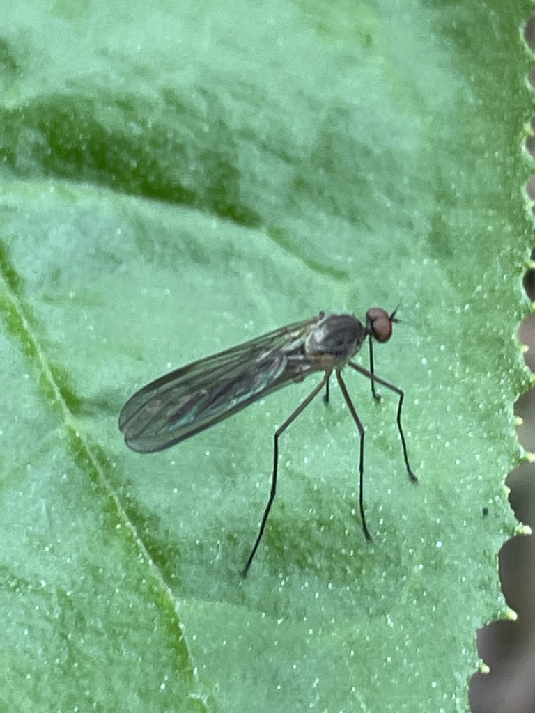 Heterophlebus from Upper Sweetwater Creek Reserve, Frankston South, VIC ...