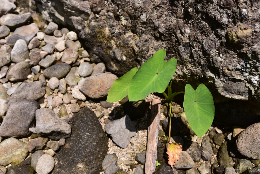Taro from Lvdao, Taiwan, Taiwan on May 22, 2023 at 11:01 AM by ...