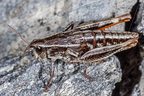 Alpinacris crassicauda · iNaturalist Ecuador