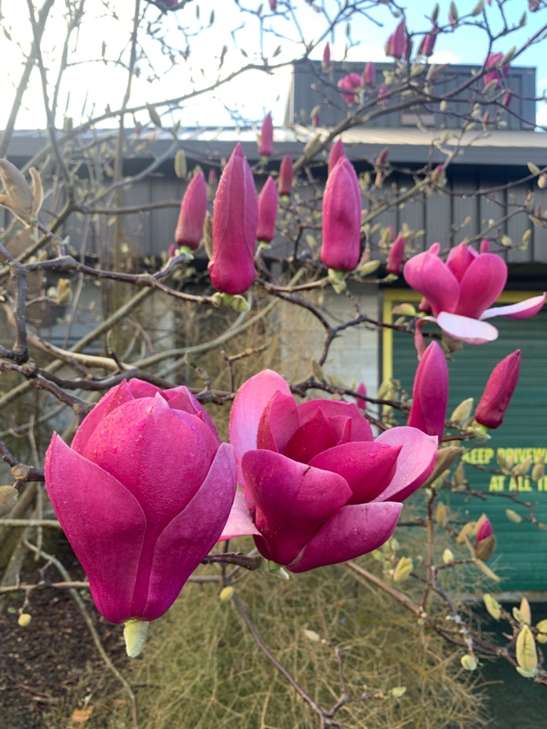 Lily Magnolia from Upper Hutt Central, Upper Hutt 5018, New Zealand on ...