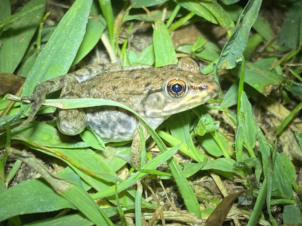Green Frog from Cape Island, West Cape May, NJ, US on September 13 ...