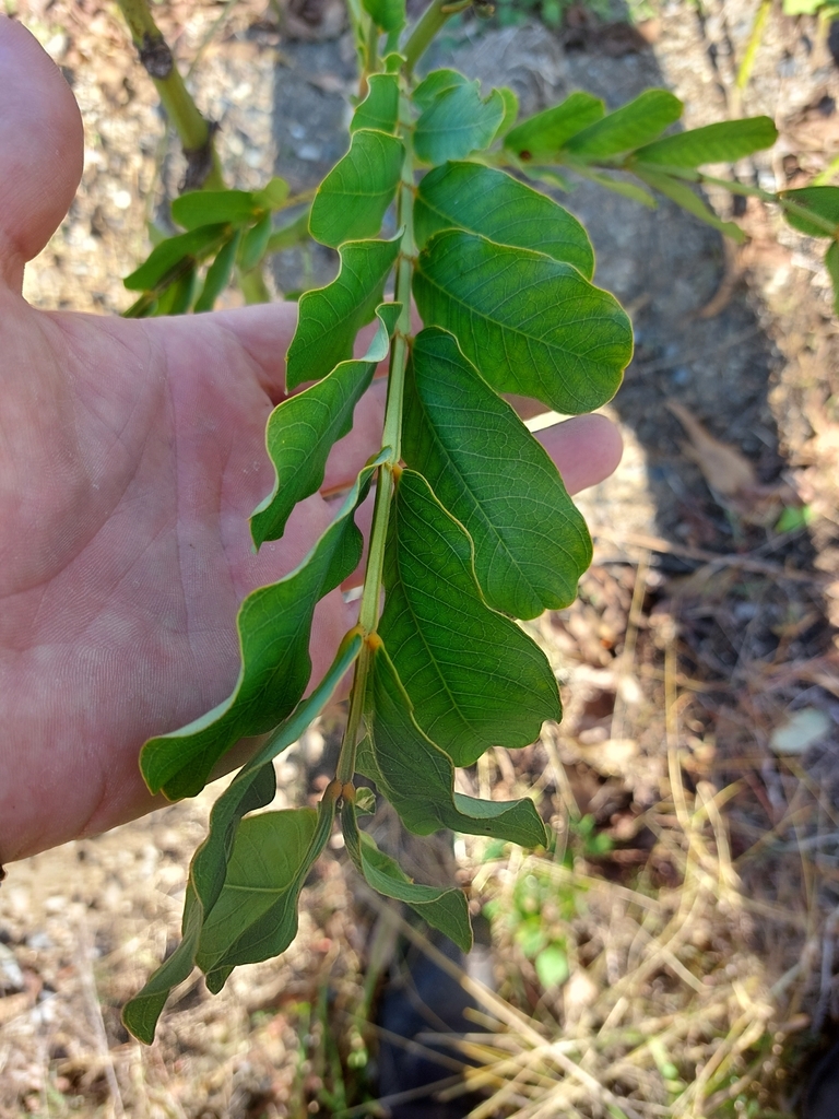 Something from Parkhurst QLD 4702, Australia on September 13, 2023 at ...