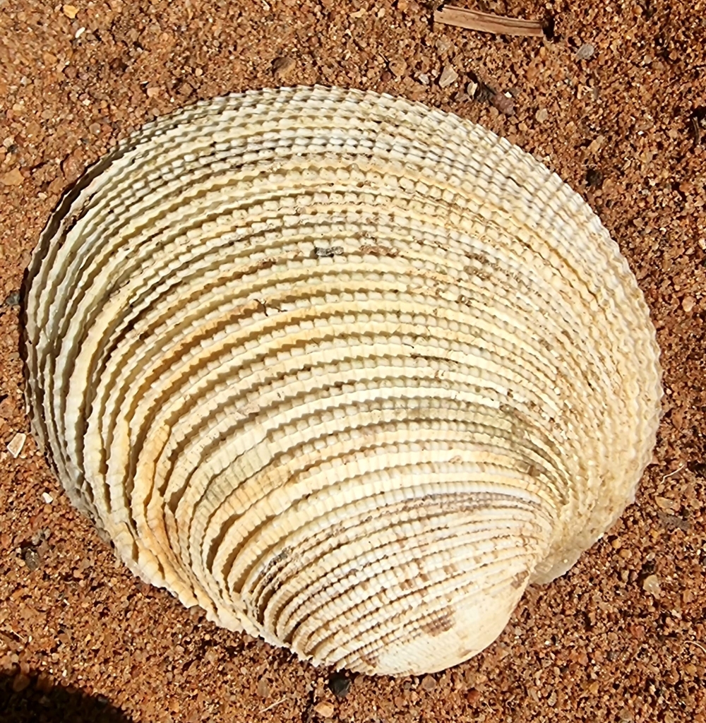 Periglypta reticulata from Port Hedland, WA, Australia on September 14 ...
