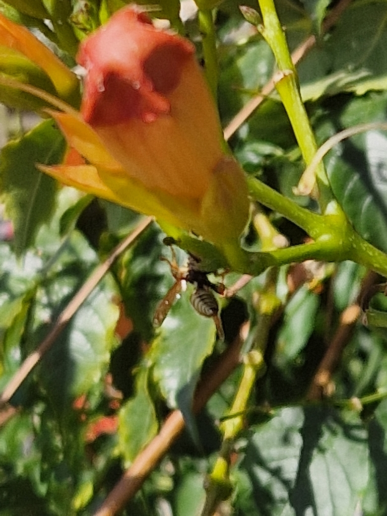 Typical Paper Wasps from Boulevard Σκάλα, Skala Kallonis 811 07, Greece ...
