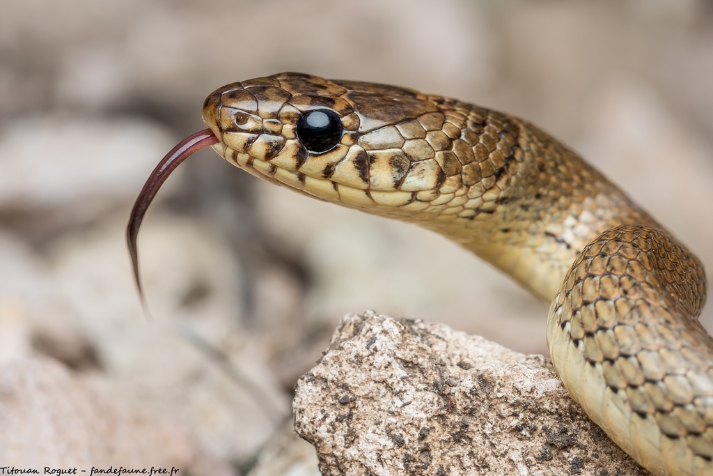 Ring-Headed Dwarf Snake from Marneuli Municipality, Géorgie on August ...