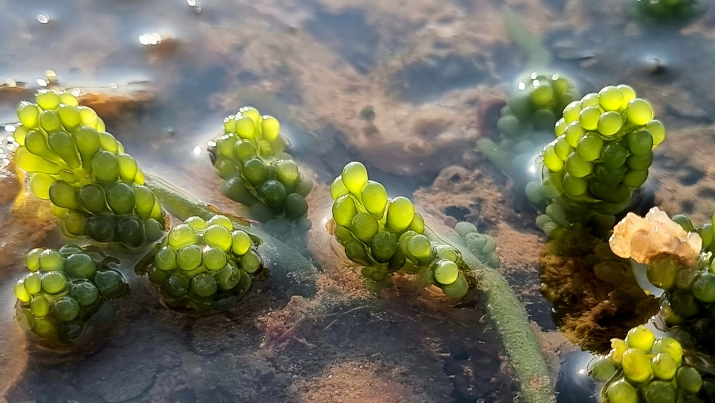 Sea Grapes from Port Hedland, WA, Australia on September 14, 2023 at 04 ...