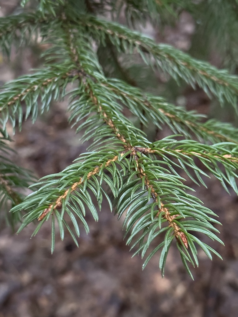 red spruce from Prospect Hill Park, Waltham, MA, US on September 14 ...