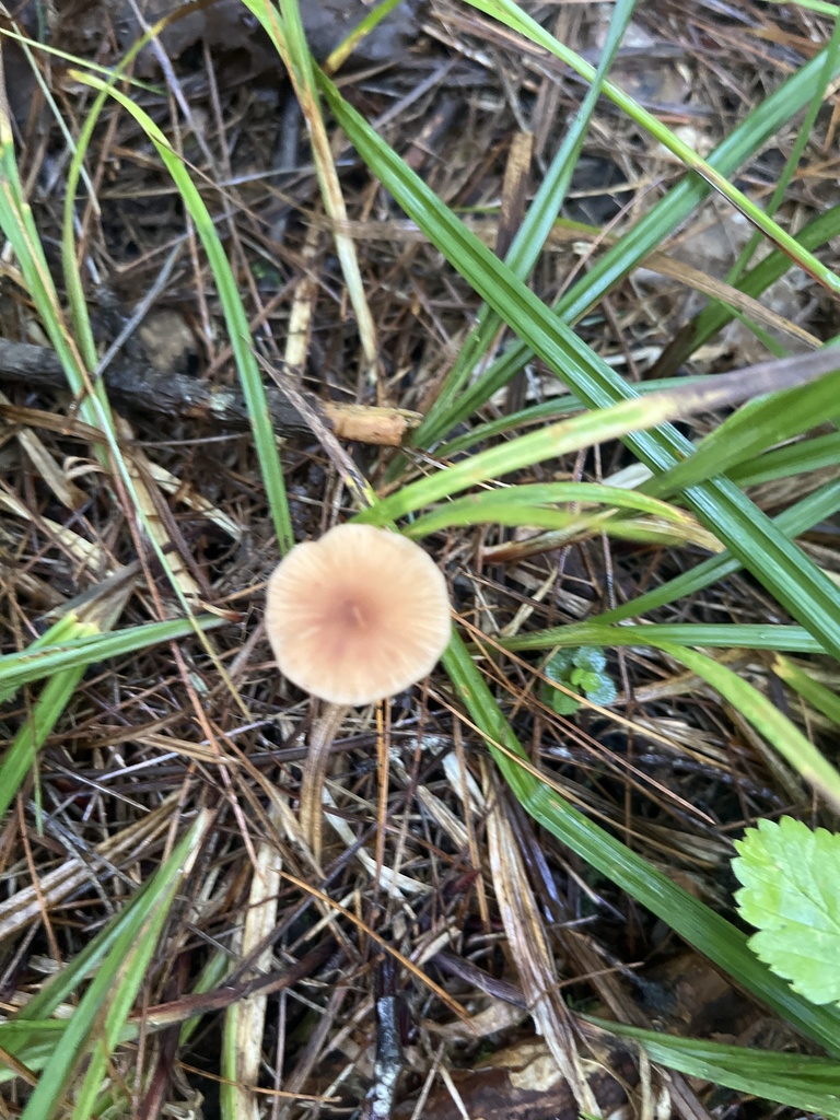 Fungi Including Lichens from Becket Dr, Pike, NH, US on September 14 ...