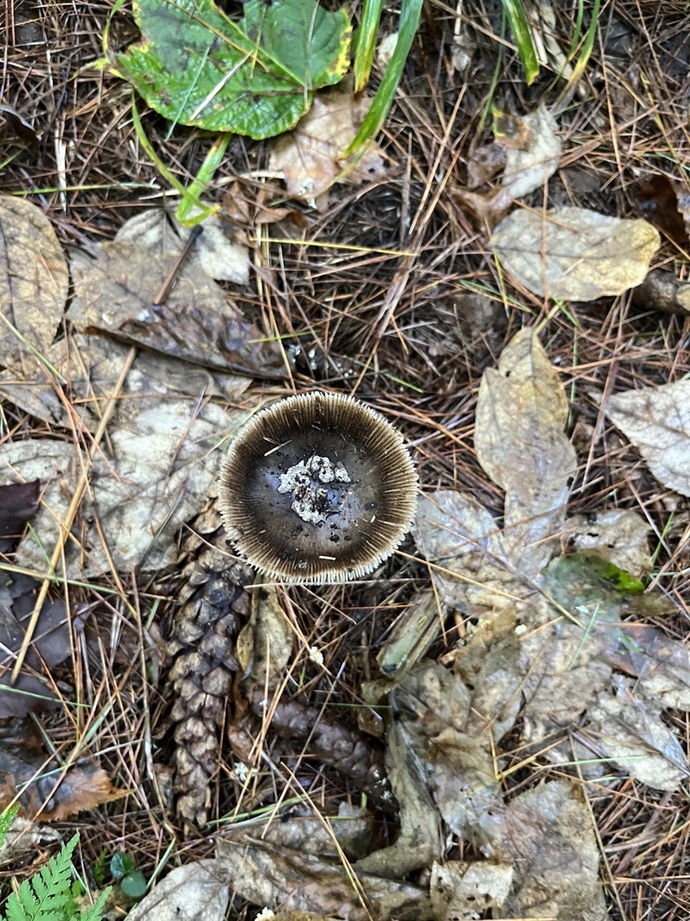 Fungi Including Lichens from Becket Dr, Pike, NH, US on September 14 ...