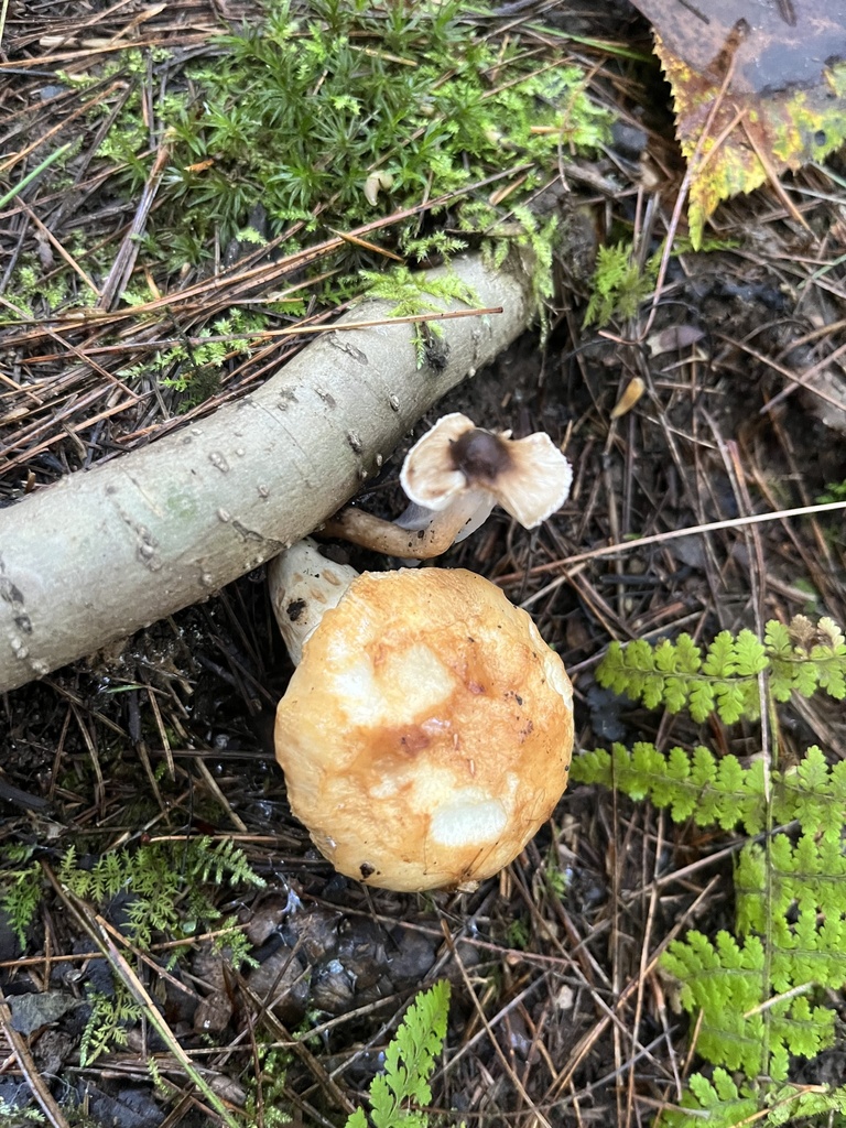 Fungi Including Lichens from Becket Dr, Pike, NH, US on September 14 ...