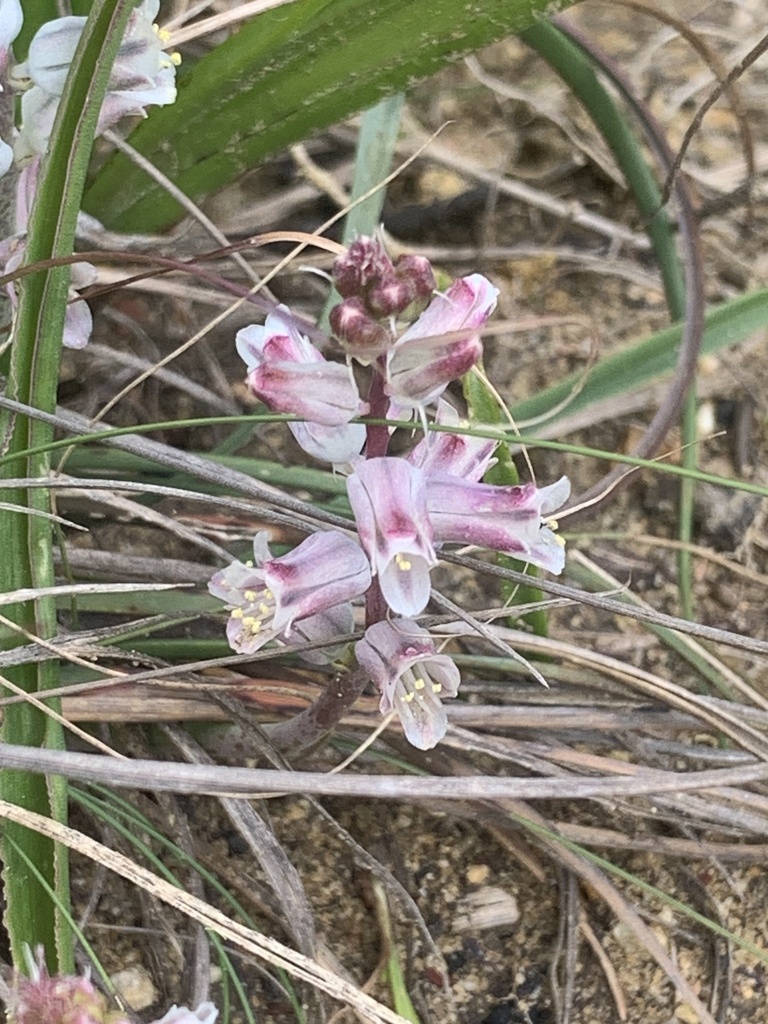 Tinged Viooltjie from Silverstream Road, Strand, WC, ZA on September 14 ...