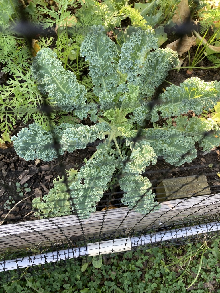 cabbages and mustards from Huron St, Toronto, ON, CA on September 14 ...